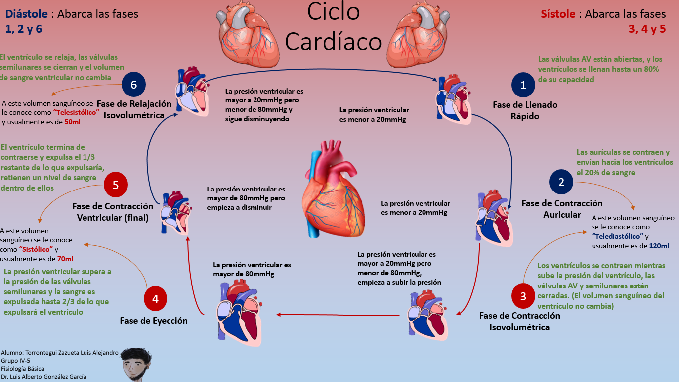 Fisiología Básica: Ciclo Cardíaco