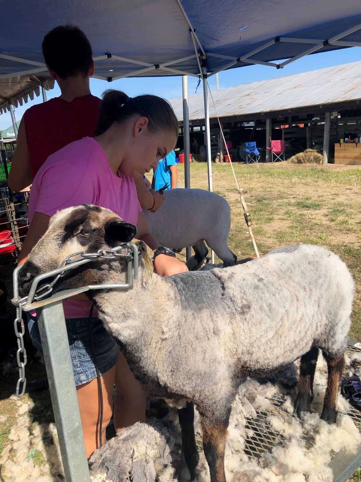 4-H Sheep Project
