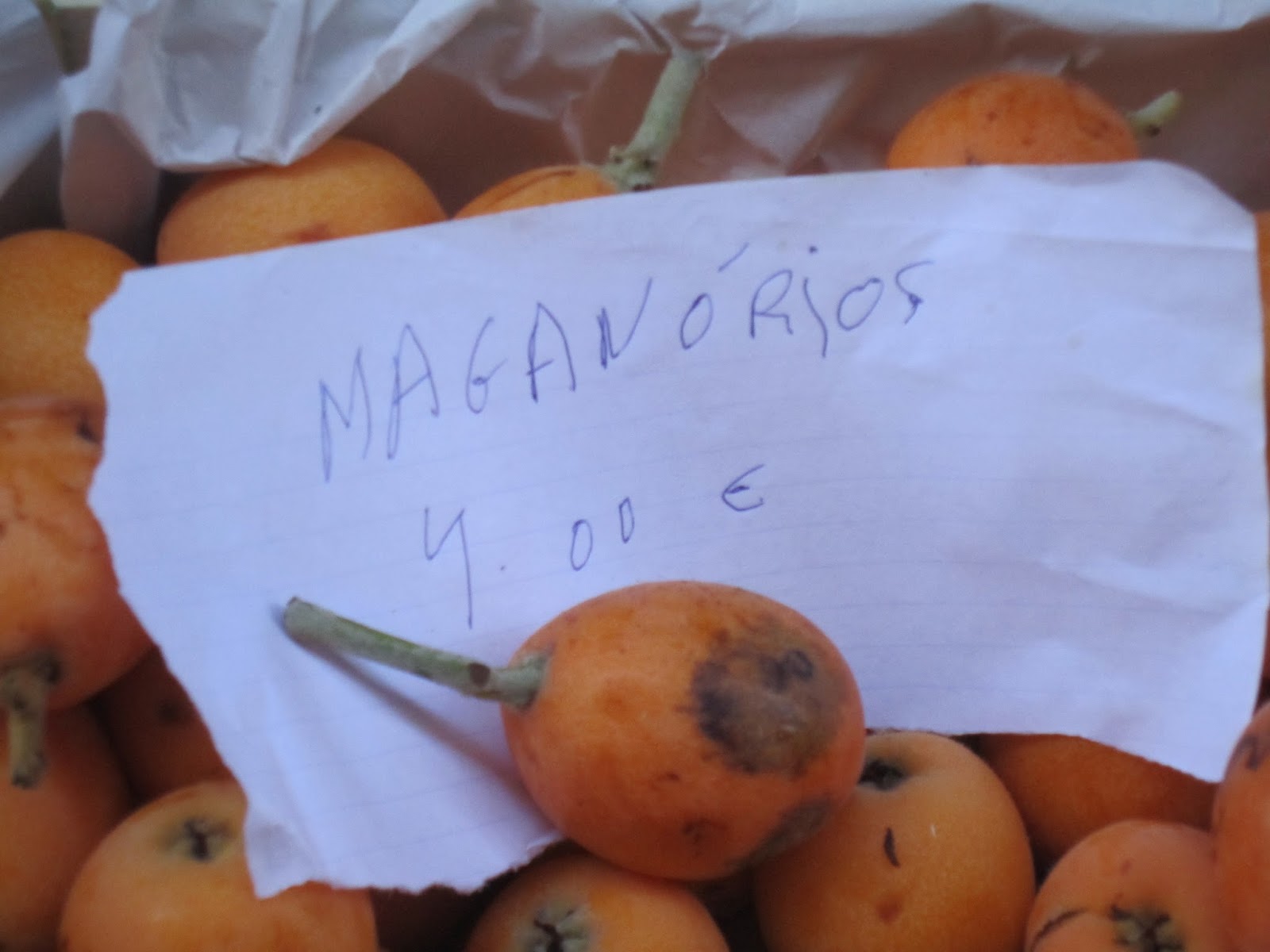MAGANÓRIOS