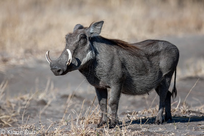 Facóquero, jabalí berrugoso - Blog de fotografía y naturaleza