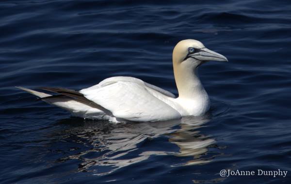 NORTHERN GANNET
