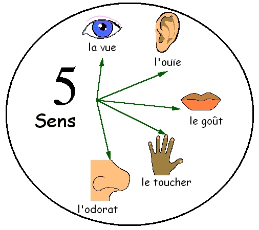 .: Les cinq sens (The five senses)