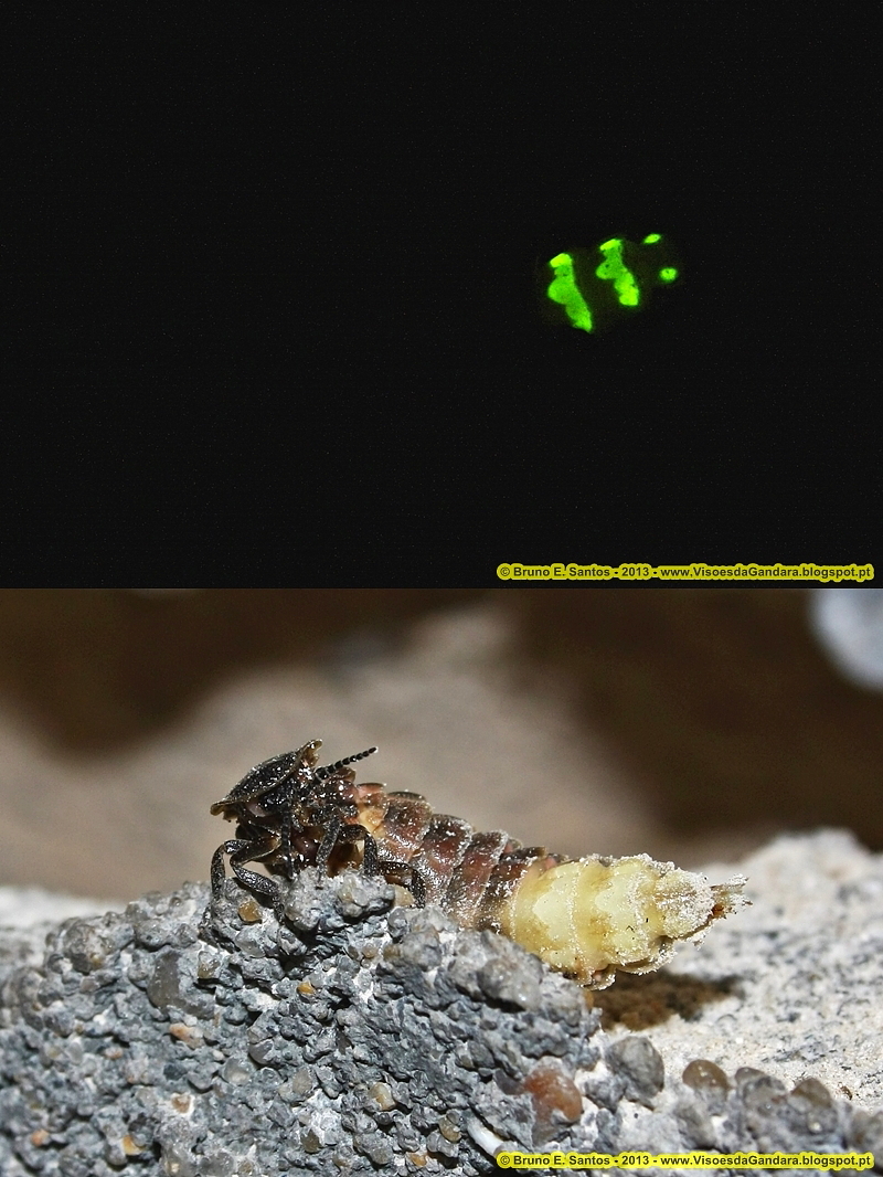 Visões da Gândara: Insecto Bioluminescente no Quintal - II: