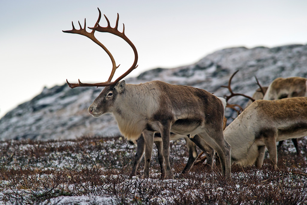 Kongeørn Nesbyen i Hallingdal: Reinsdyr ved Reinsjøen