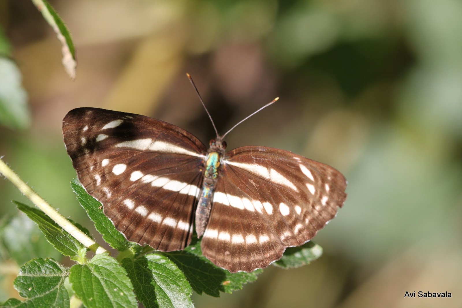 Avi's Wanderlust: Beautiful Butterflies