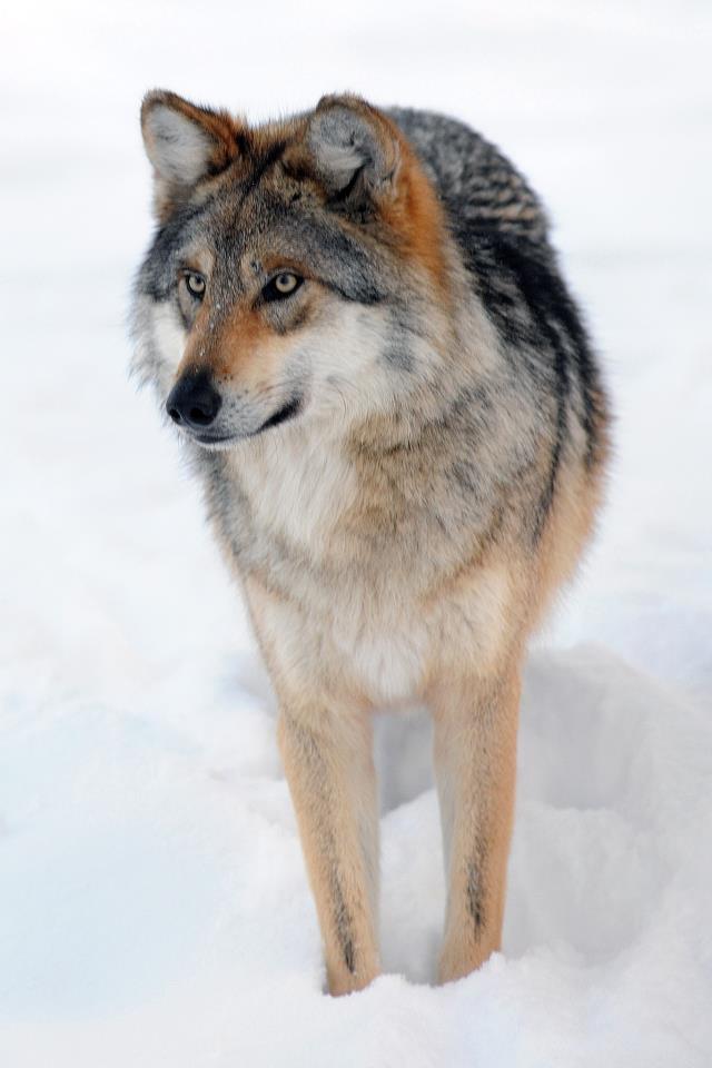 1000+ images about Wolves on Pinterest | Black wolves, Gray wolf and ...