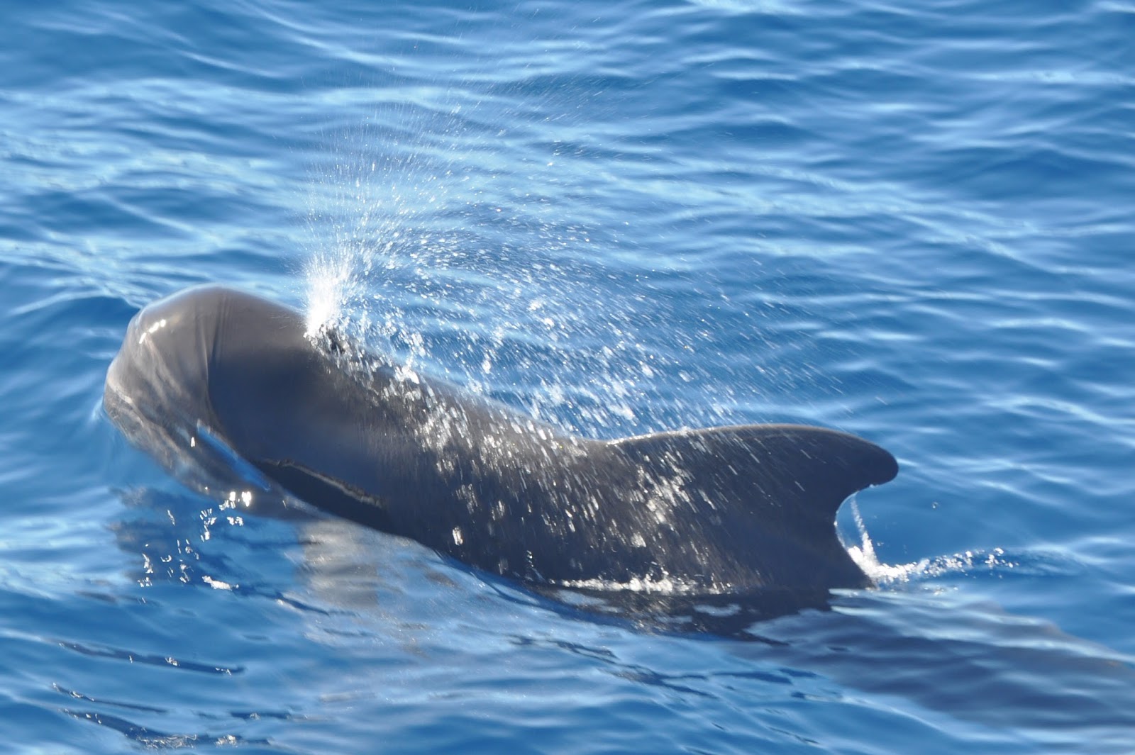 ZOOTOGRAFIANDO (6.096 ANIMALS): CALDERÓN TROPICAL / SHORT-FINNED PILOT ...