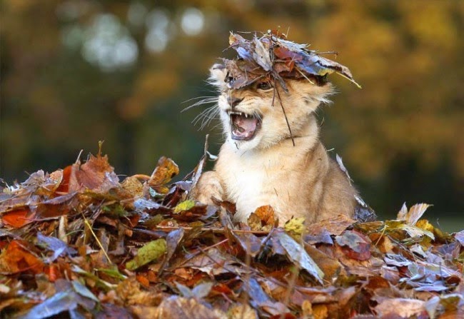 12 Animals Enjoying Fall Are Too Cute To Look At ~ tofsday