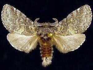 Field Biology in Southeastern Ohio: Prominent Moths of Ohio