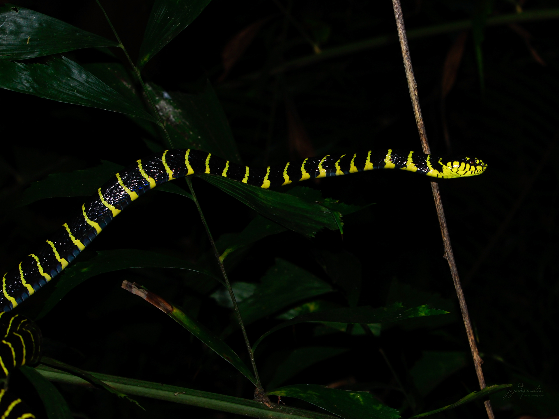 Palawan Mangrove Snake