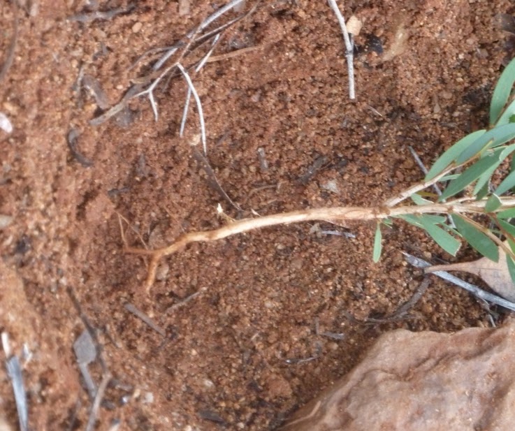 Land for Wildlife & Garden for Wildlife Alice Springs: Ironwood ...
