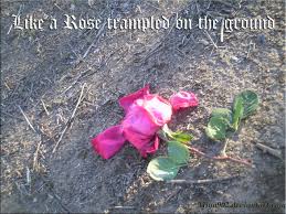 puricare chronicles: A TRAMPLED ROSE - a sweet-smelling fragrance ...