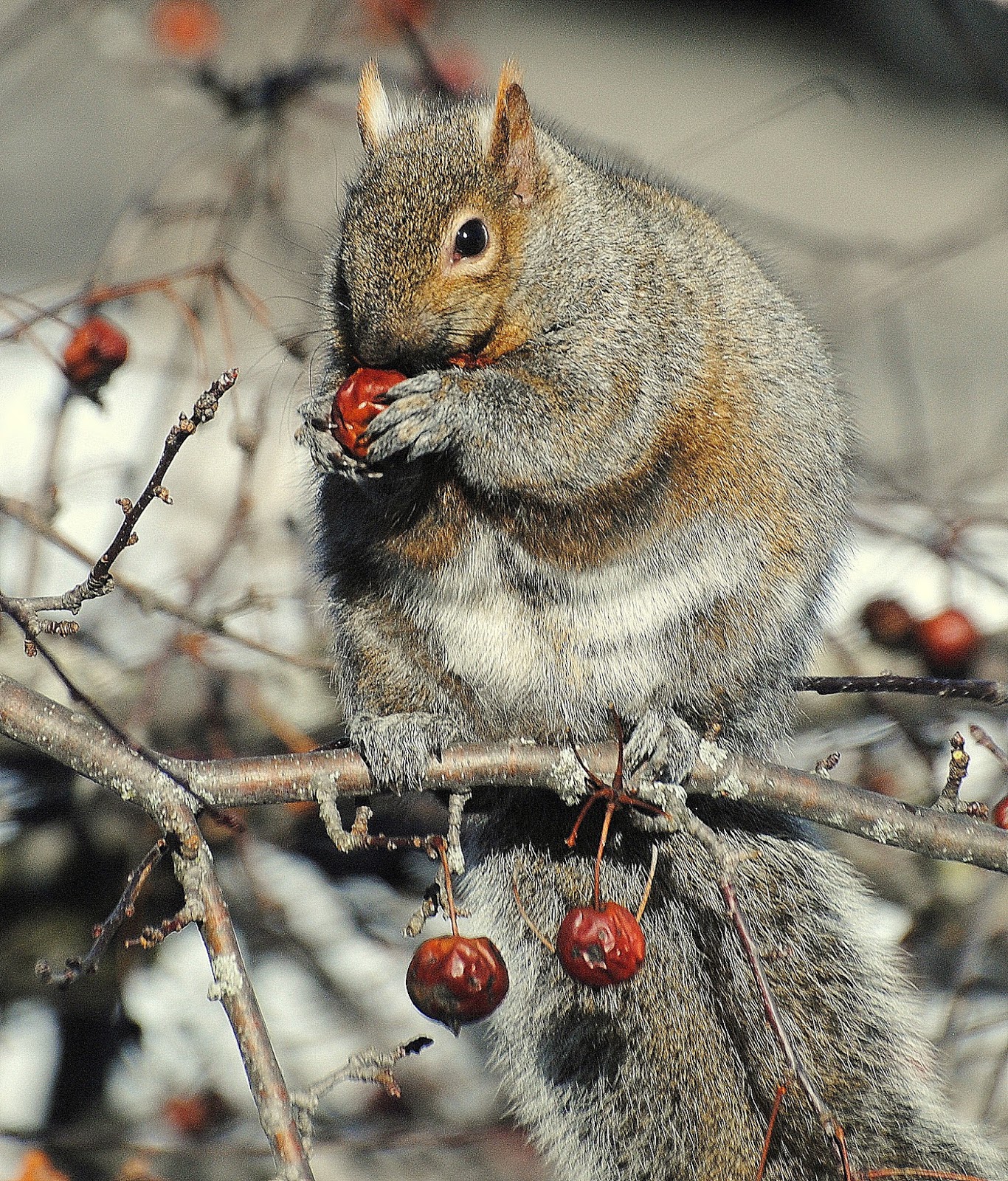 Camera on King & Aurora : Squirrels fancy frozen crabapples
