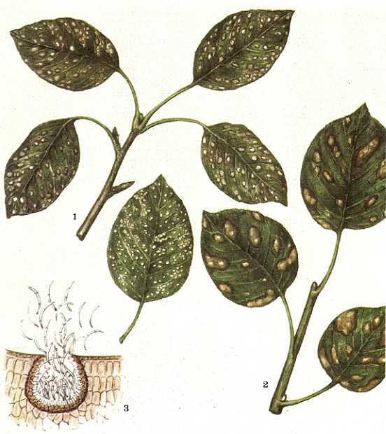 Всё о бегониях и не только...: Белая пятнистость листьев груши ...