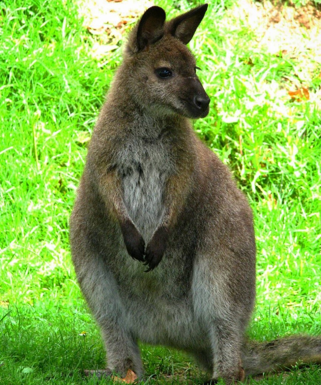 Descubriendo CORAX FAUNA , cuidado... amor... respeto animal.