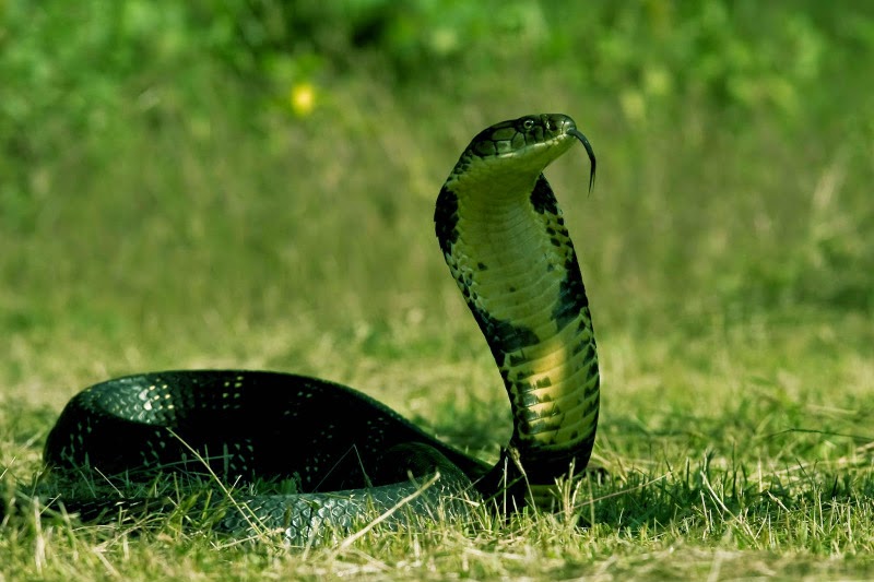 Adventurose | Because Life is an Adventure: Cara Mudah Membedakan Kobra ...