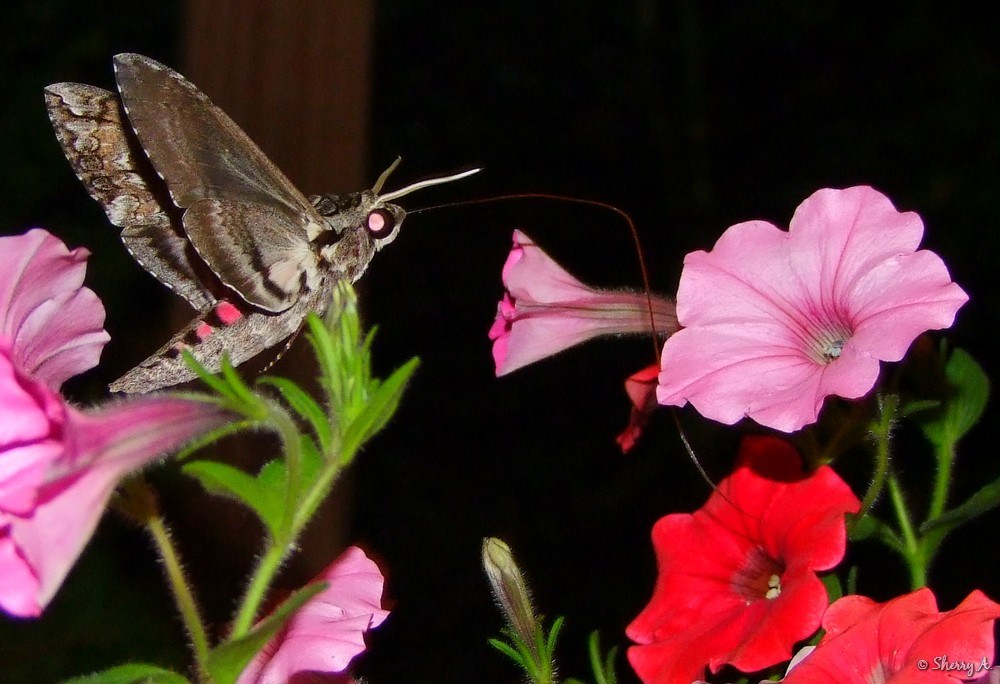 #1 Planet: Nocturnal moths as pollinators -- and effects of light pollution