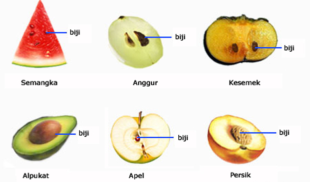 BAGIAN-BAGIAN DARI BIJI TANAMAN BUAH | Tips Petani