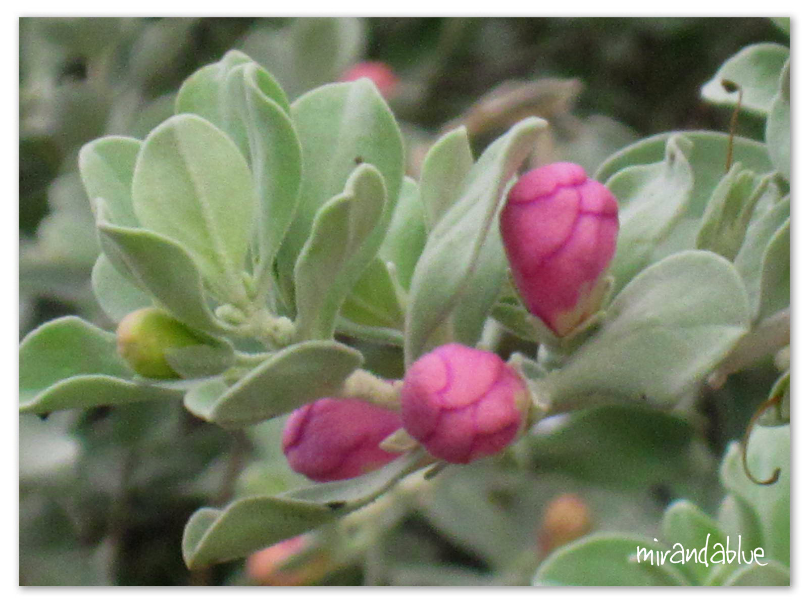 Live in the Moment: Cimarron Dwarf Sage