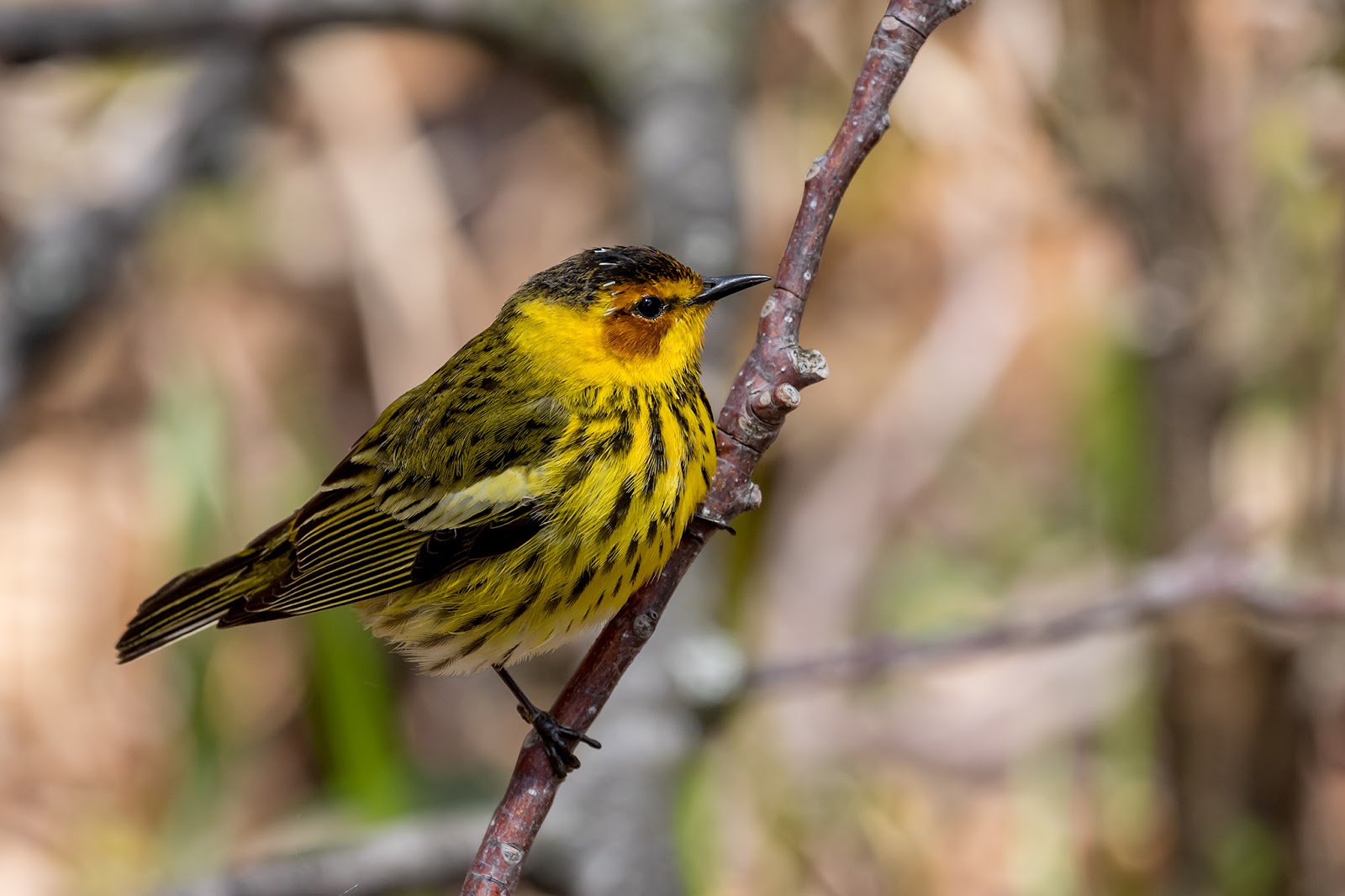 Cape May warbler