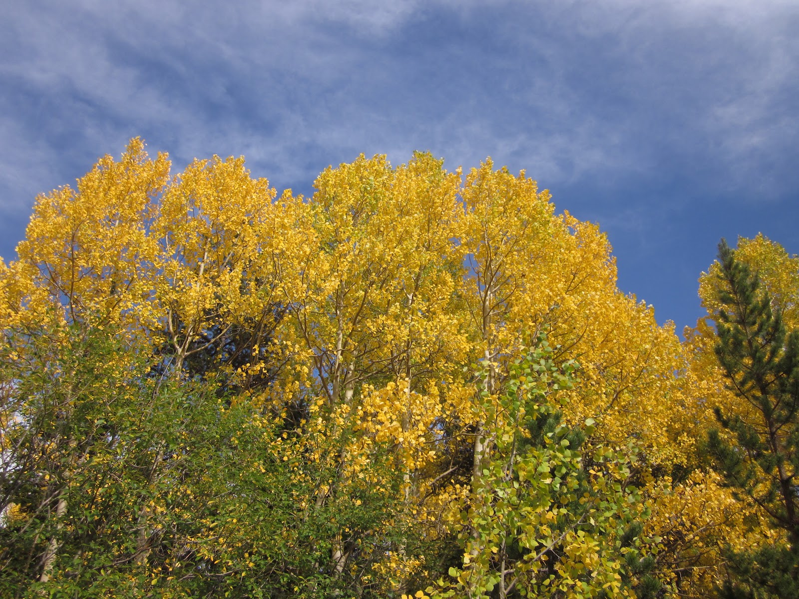 The Land of Melting Shadows: Anatomy of an Aspen Tree