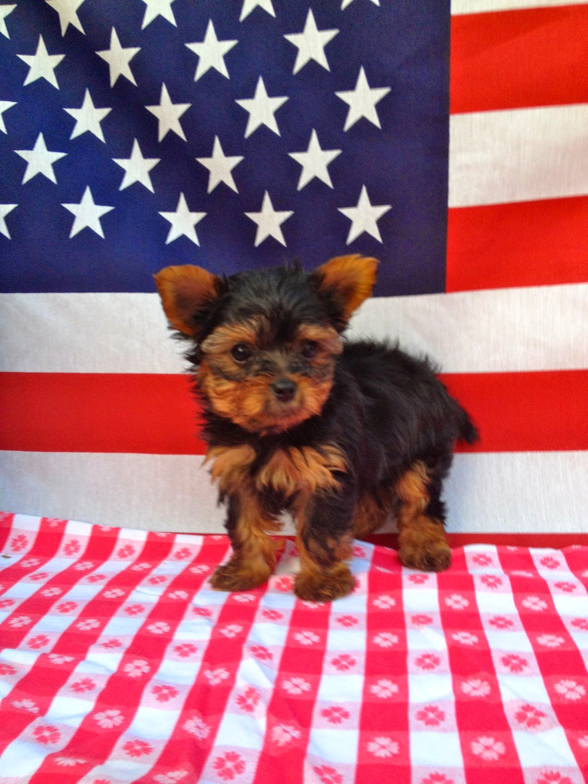 Yorkies to Happiness