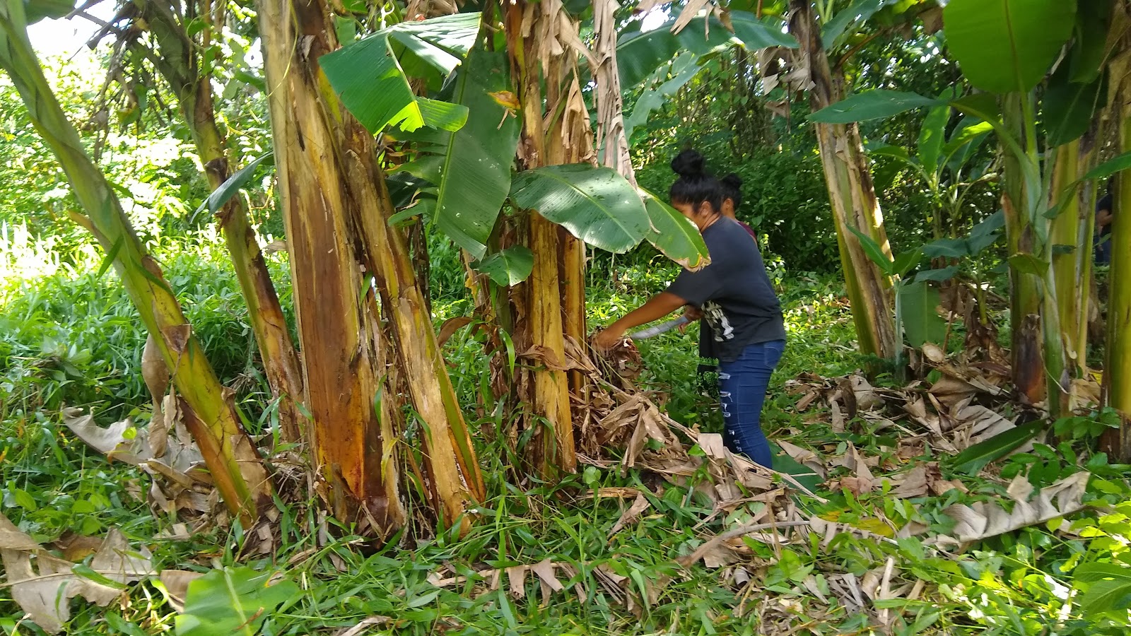 Banana patch photo album