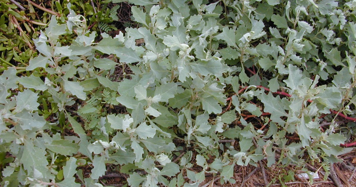 Variety of Life: Atriplex