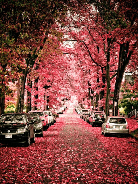 Amazing red colored street.