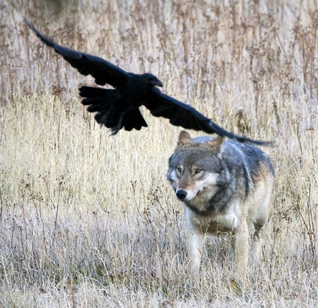 White Wolf : Wolves and Ravens: A Curious Relationship (Video)