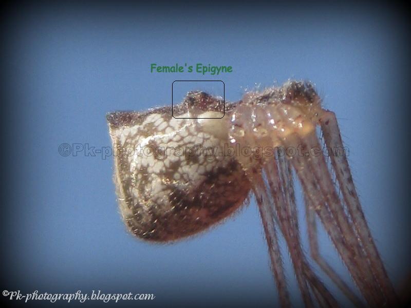 Spiders Mating | Nature, Cultural, and Travel Photography Blog