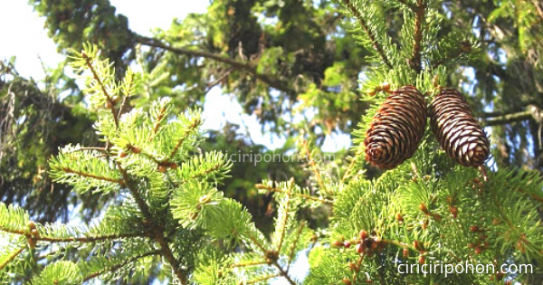 Cemara Norwegia, Jenis Cemara yang Sangat Mendunia - Ciriciripohon.com