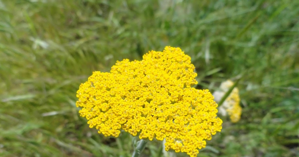 Frumusetile naturii: Coada soricelului galbena (Achillea coarctata)