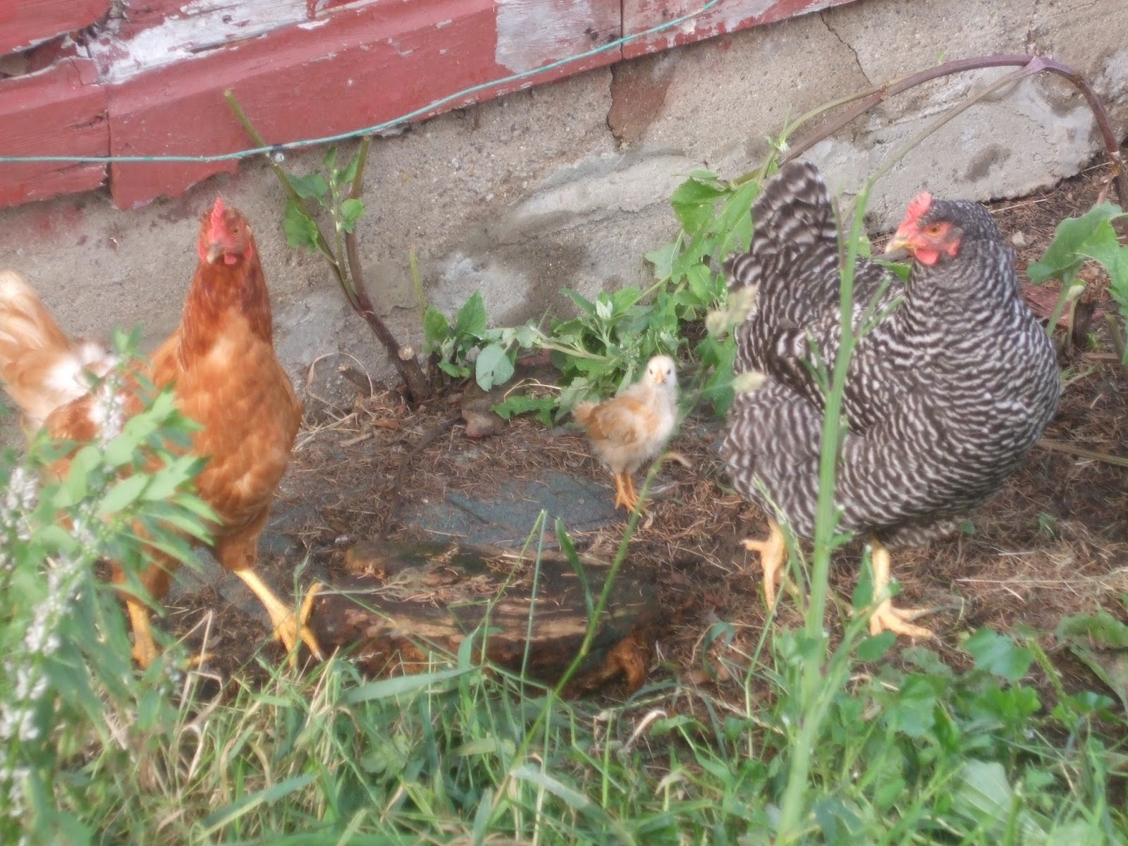 The Yeoman Farmer: Surprises