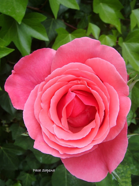 La Rioja de la A a la Z: ROSAS - Flores