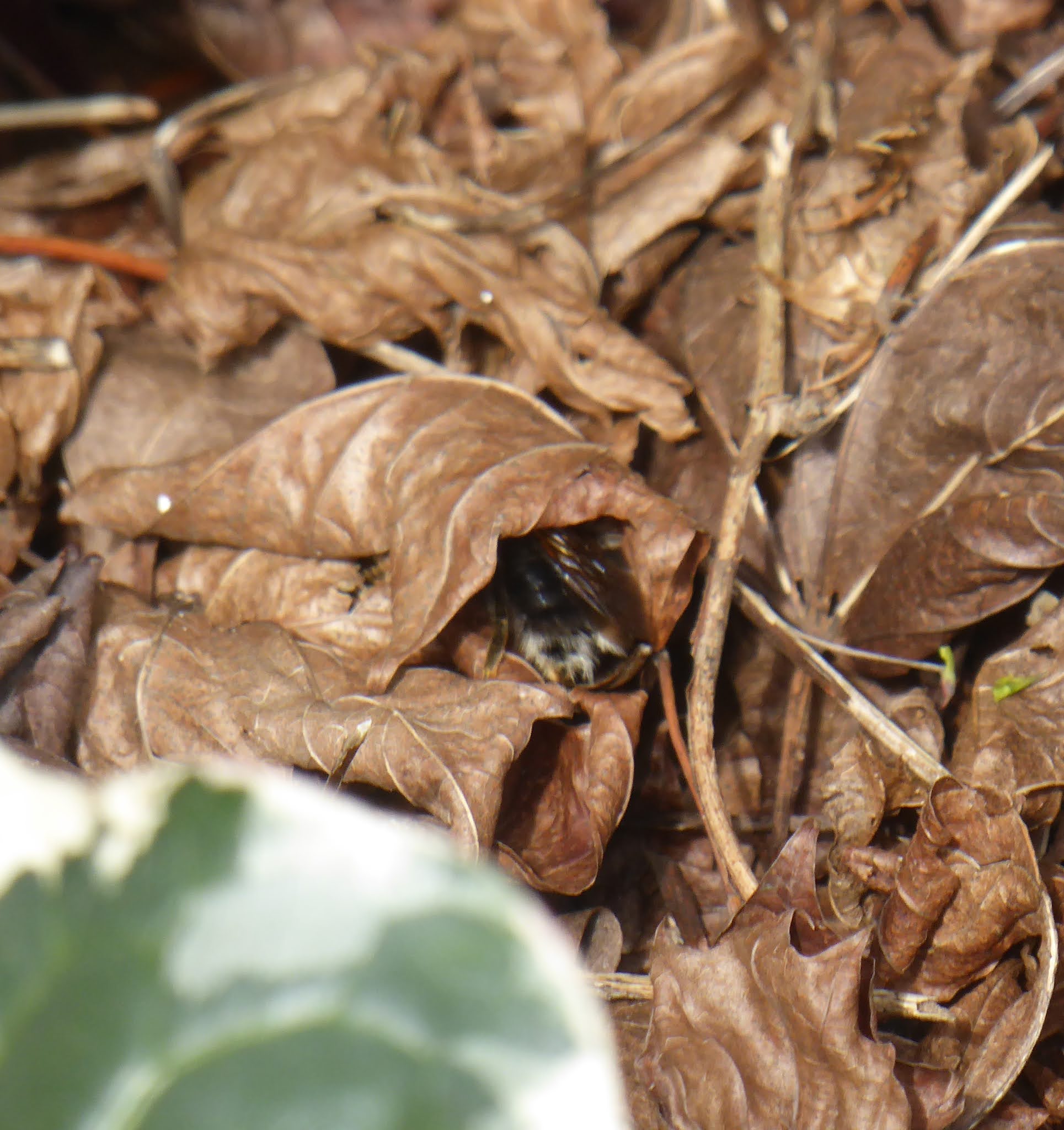 Wild and Wonderful: March 2021