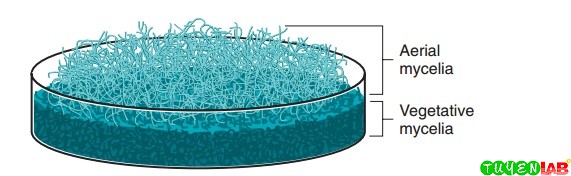 [Parasitology] Atlas of Medically Significant Fungi | Free Medical Atlas