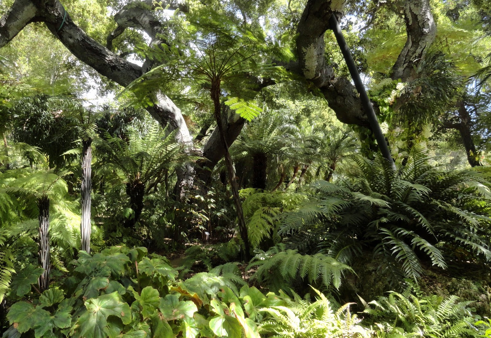 danger garden: The Fern Garden, at Lotusland