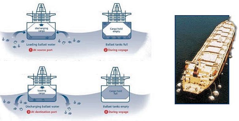 MEC&F Expert Engineers : Cruise Ships Readying for Ballast Water ...