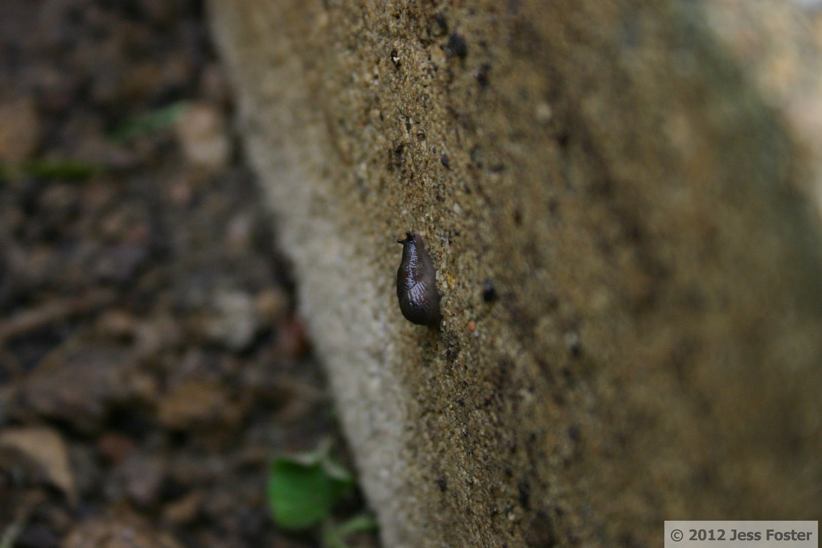 Sluggin' Along: More Marsh Slugs - Part 3