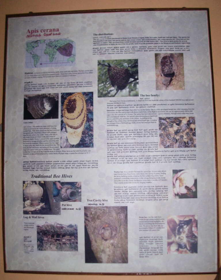 JERNANG (Daemonorops.Sp): Foto-foto Community-based Monitoring Systems ...