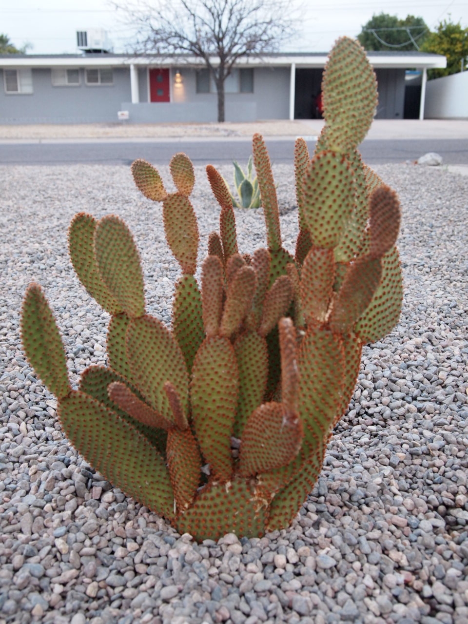 Huppdates: Pokey plants!