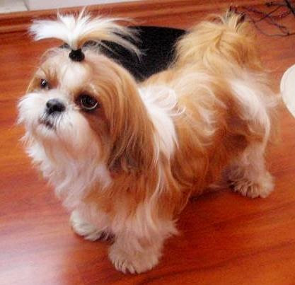 nieglupia-niebrzydka: shih-tzu - najwspanialsze pieski świata