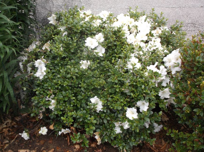 Future Plants by Randy Stewart: Encore Hybrid Azaleas