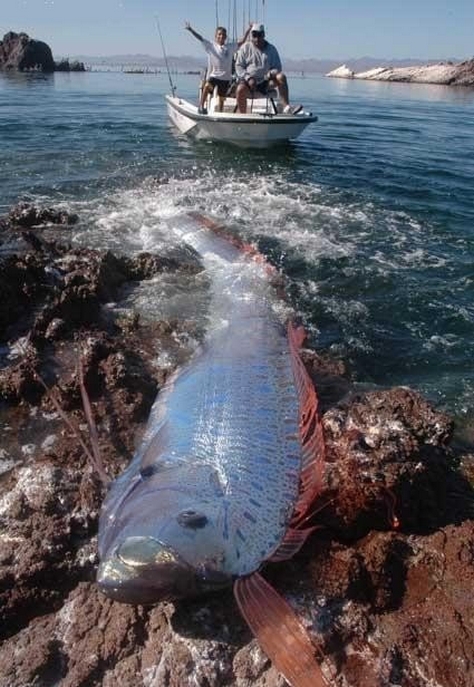 Mixx Spot: Awesome Photos of Oarfish