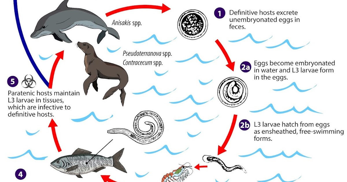 What I Sea: [guest student post] Parasite Eve in Eden: Modelling ...