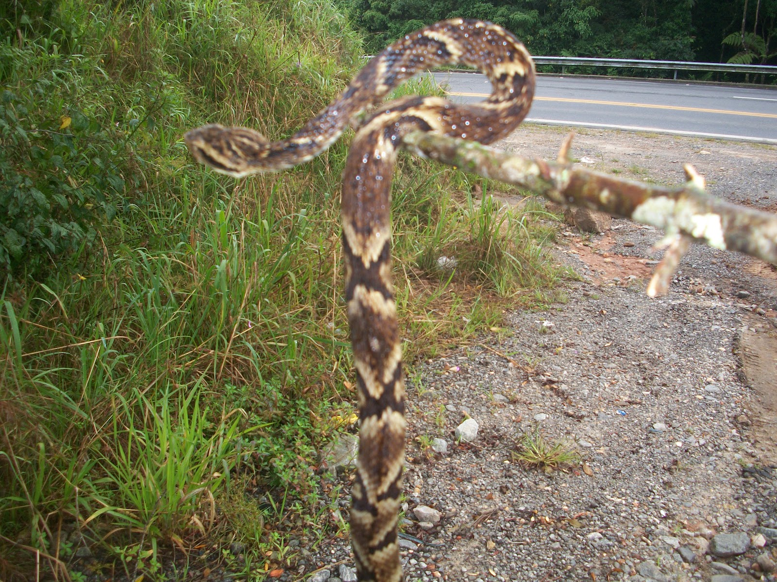 trilhas desertas: marcio encontra uma jararaca[bothrops] na serra do mar