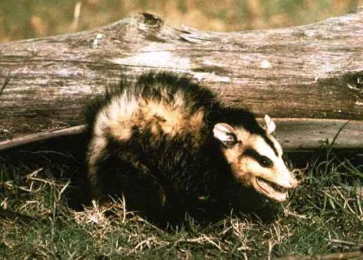 Los Gavirias de Sopetrán: La chucha