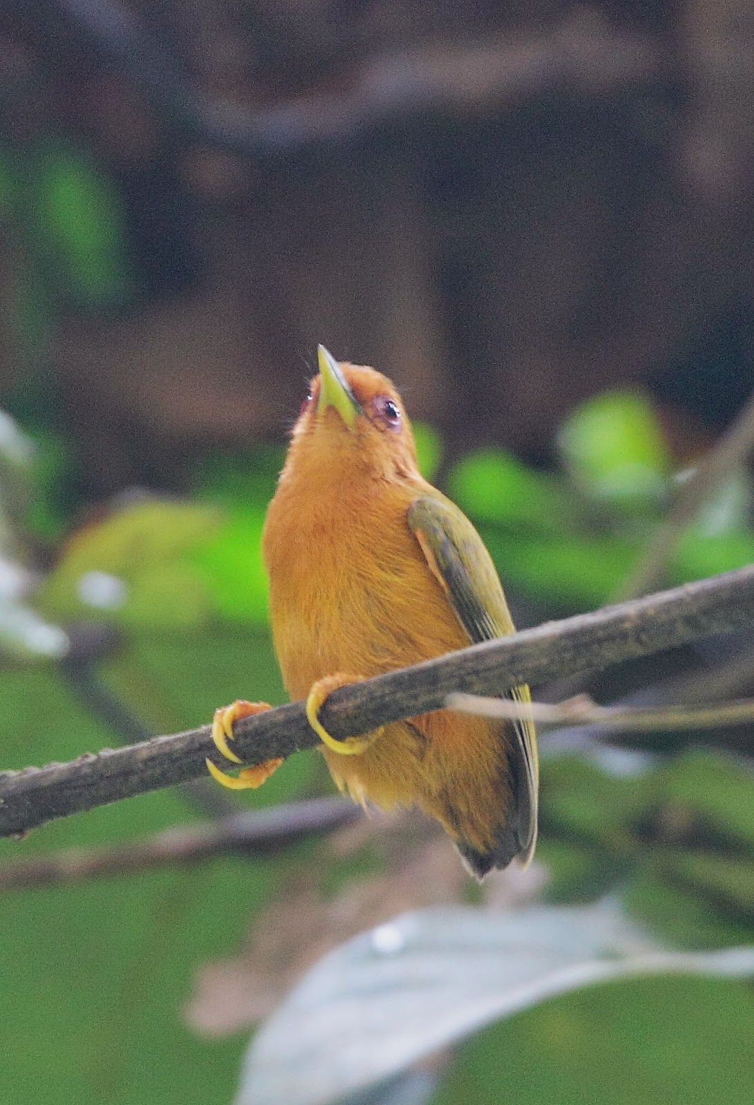 Mike is the name Birding is the game ( Birding in Malaysia - Malaysian ...