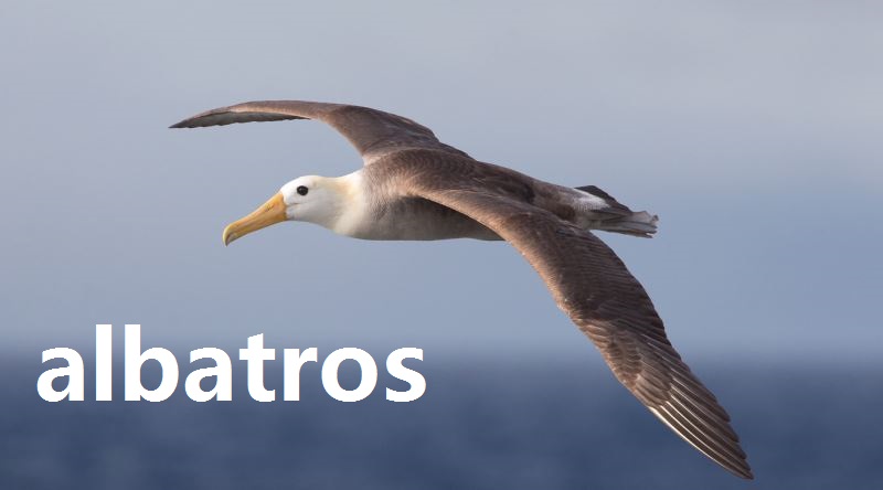 albatros - BilginCin